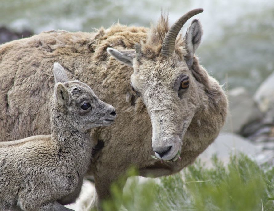 Spring Packages | Yellowstone National Park Lodges