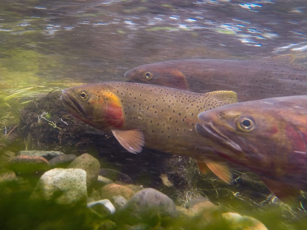 A Guide to Fishing in Yellowstone National Park