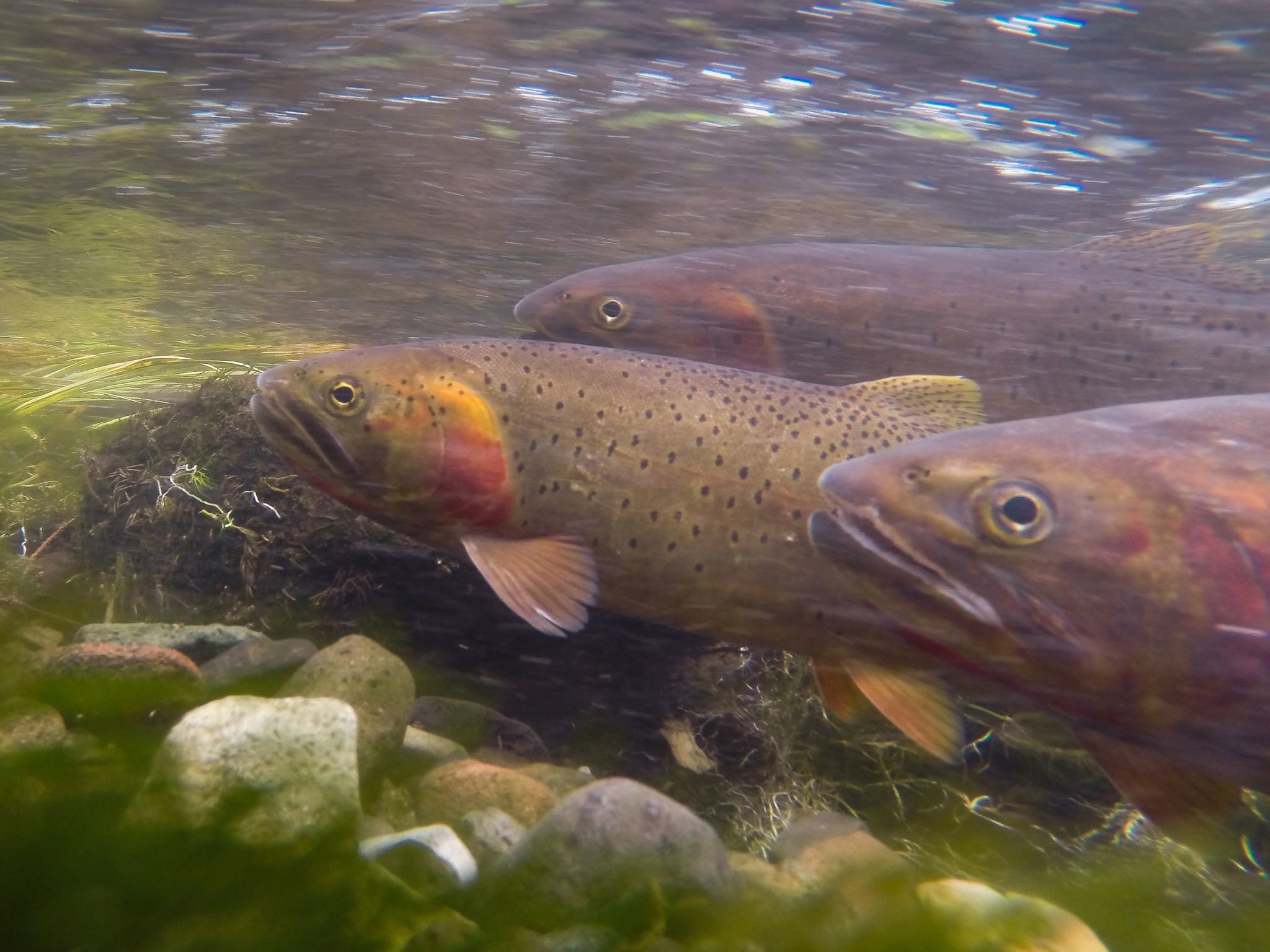 A Guide to Fishing in Yellowstone National Park
