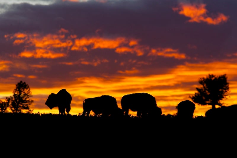 Bison Yellowstone National Park, WY – Photo by Barrett Hedges ...