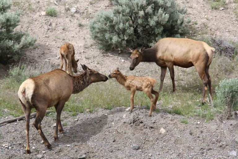 4 Tips for Staying Safe Around Newborn Elk