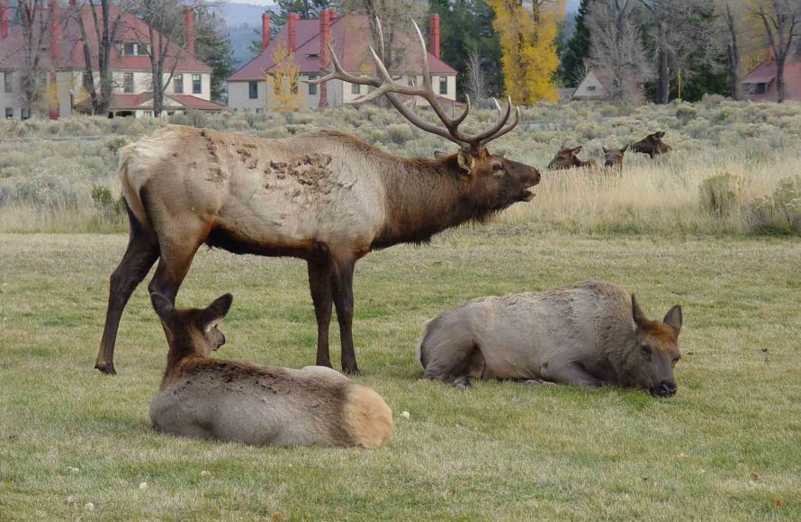 Wolf & Elk Discovery | Yellowstone National Park Lodges