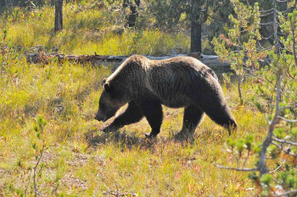 Crazy about Critters: Wildlife Viewing in Yellowstone