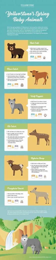 Baby-Spring-Animals-V2 | Yellowstone National Park Lodges