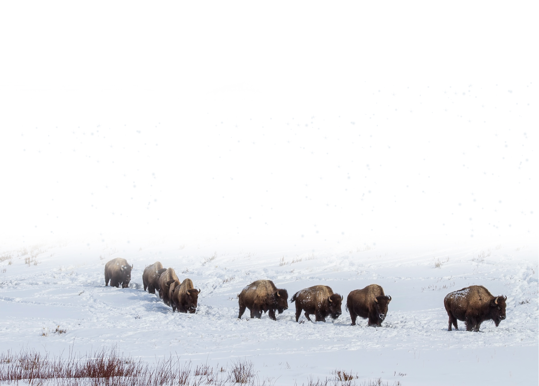 Bison-In-Winter | Yellowstone National Park Lodges