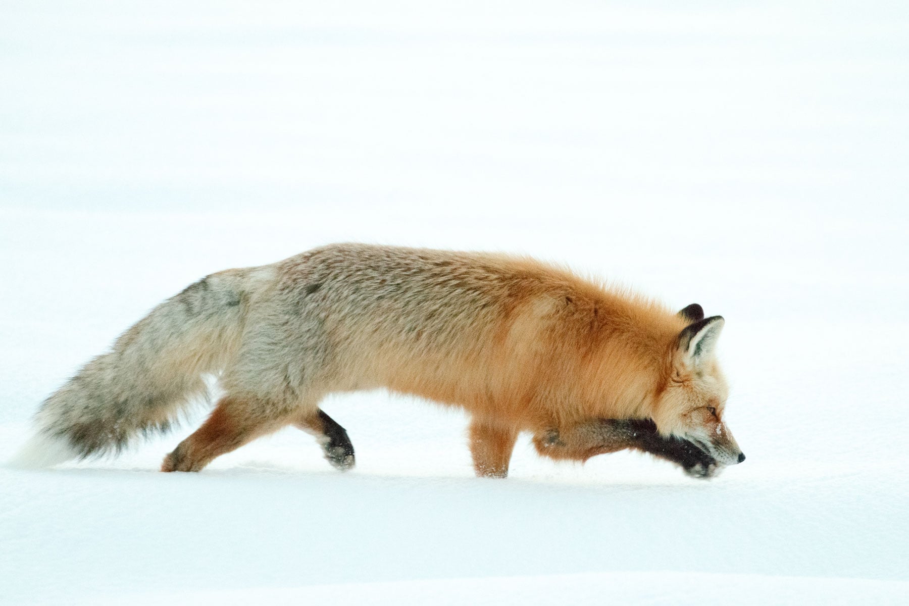 Fox_Culpepper | Yellowstone National Park Lodges