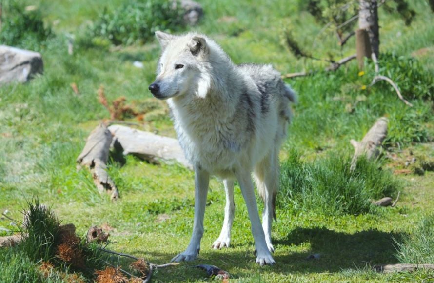 Wolf & Elk Discovery | Yellowstone National Park Lodges
