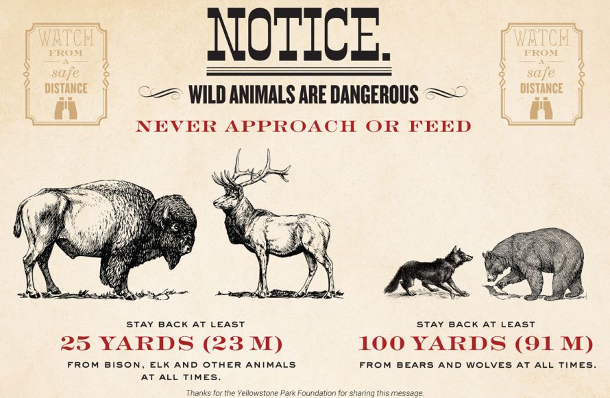 Animal-Safety-1 | Yellowstone National Park Lodges