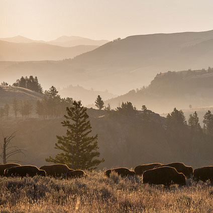 Bison-Sunrise-Newsletter | Yellowstone National Park Lodges