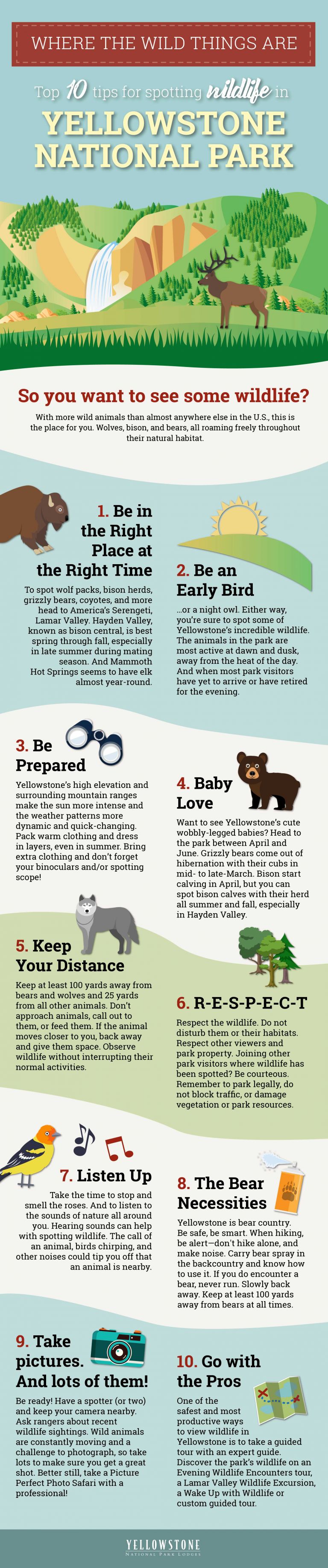 10 Tips for Summer Wildlife Viewing in Yellowstone [Infographic]