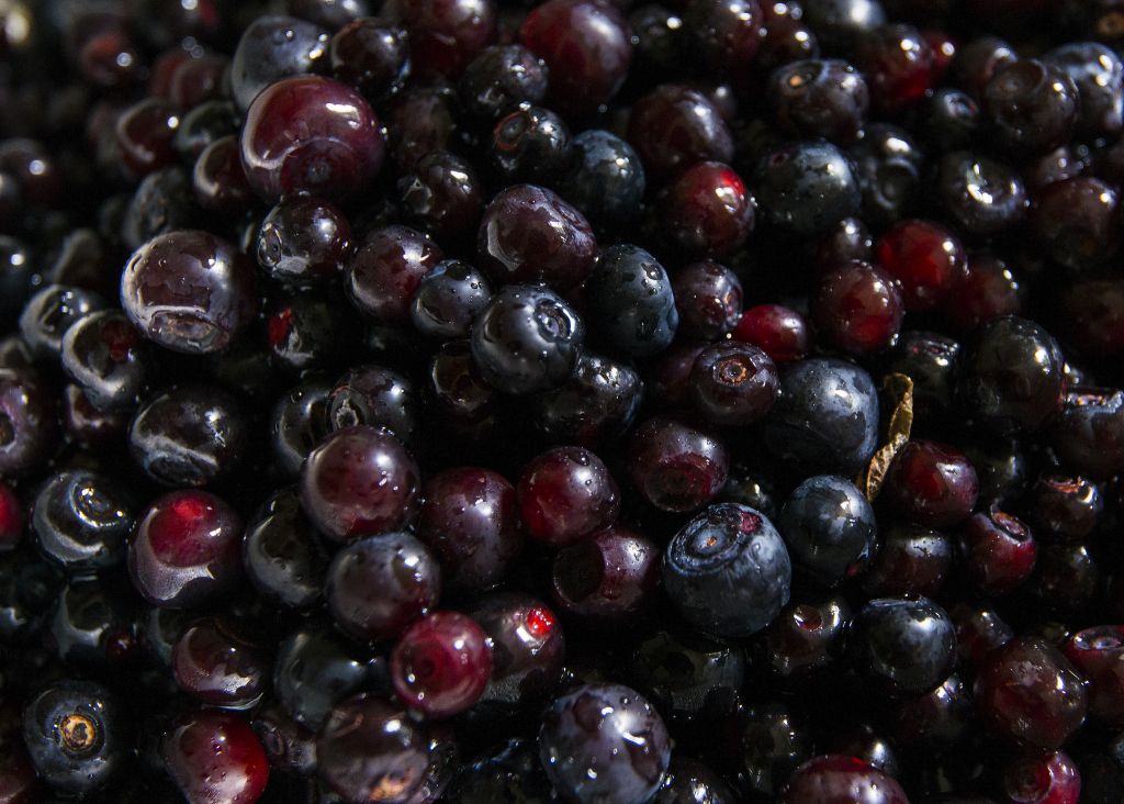 The Wild Huckleberries of Yellowstone