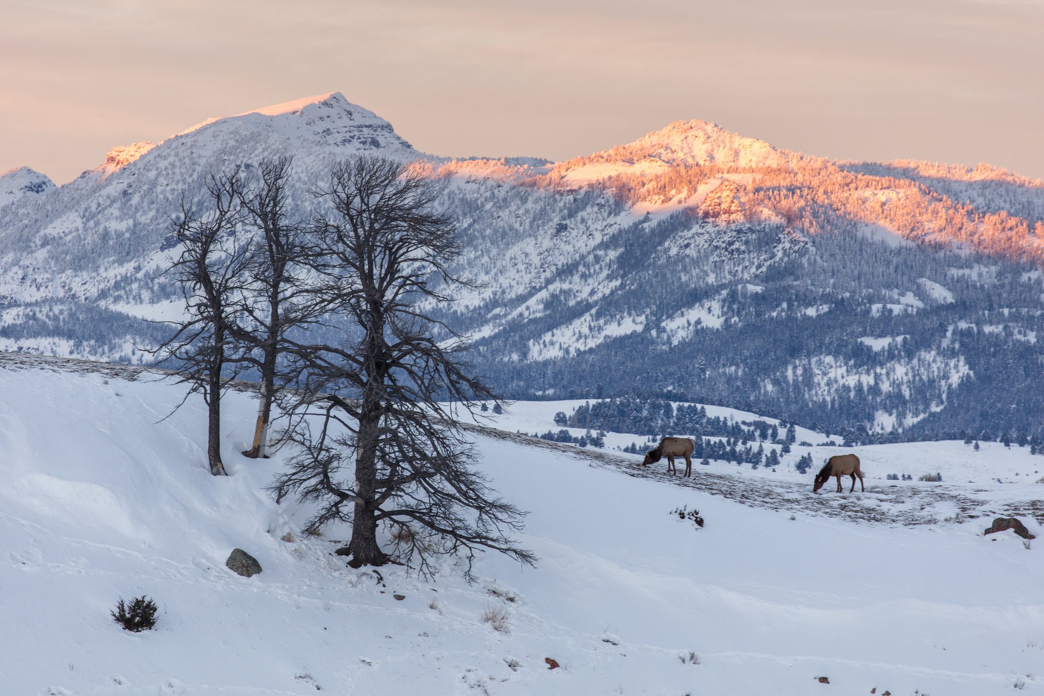 Elk Winter Header | Yellowstone National Park Lodges
