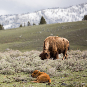 Spring-Bison | Yellowstone National Park Lodges