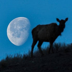 Fall-Elk | Yellowstone National Park Lodges