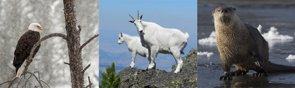Animals | Yellowstone National Park Lodges Animals | Yellowstone National Park Lodges
