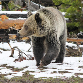 Bear-Spring | Yellowstone National Park Lodges