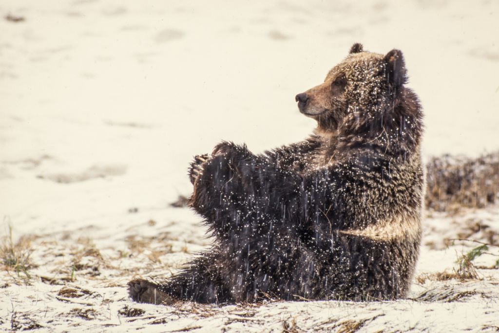 Tom Murphy: Yellowstone Photographer