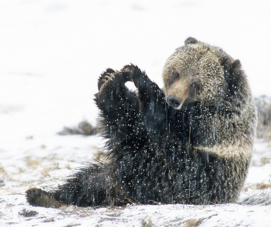 Grizzly Sow Playing with her Toes | Yellowstone National Park Lodges