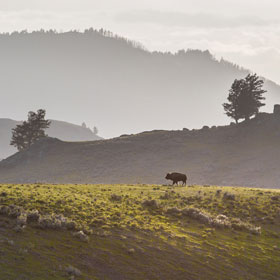 Bison-Ridgeline-280 | Yellowstone National Park Lodges
