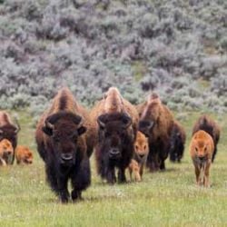 Bison-Herd-280 | Yellowstone National Park Lodges