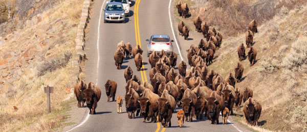 Bison-Jam | Yellowstone National Park Lodges