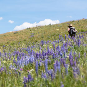 Hiking-Wildflowers-280 | Yellowstone National Park Lodges