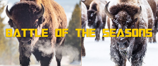 Battle-seasons-header-600x | Yellowstone National Park Lodges