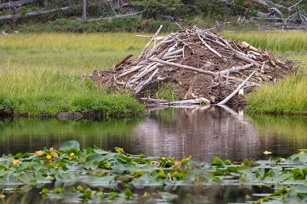 Beaver lodge near Shoshone Lake | Yellowstone National Park Lodges