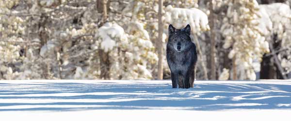 Yellowstone National Park Lodges