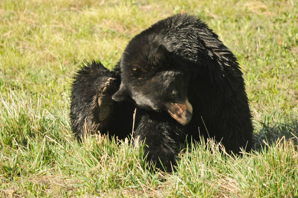 Bear-Scratching-Head | Yellowstone National Park Lodges