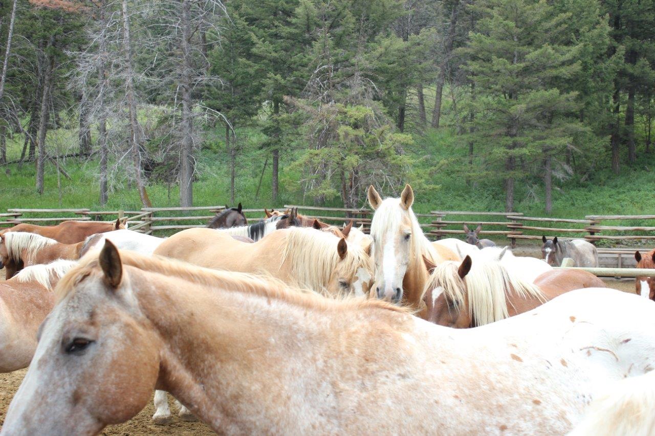 Horses of Yellowstone: Tales from the Corral | Yellowstone National ...