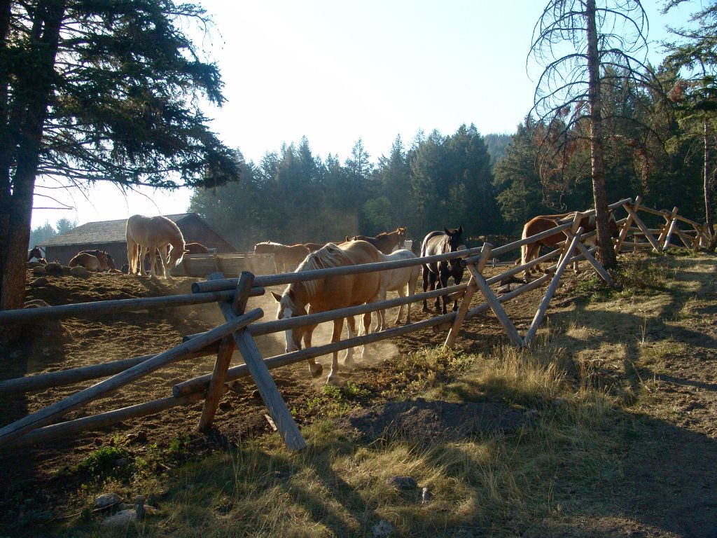 Horses of Yellowstone: Tales from the Corral | Yellowstone National ... Horses of Yellowstone: Tales from the Corral | Yellowstone National ...