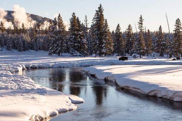 Bison along the Gibbon River Near the Ranger Museum | Yellowstone ...