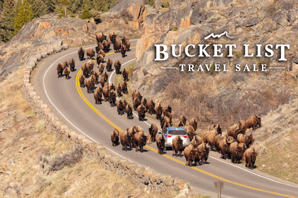 Bison-Jam-Bucket-List | Yellowstone National Park Lodges