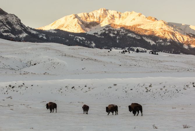 Bison Electric Sunrise Winter | Yellowstone National Park Lodges