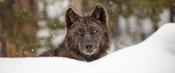 December Header | Yellowstone National Park Lodges