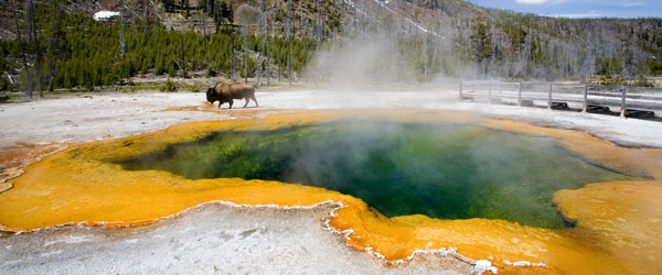 Bison-Emerald-Pool-600x | Yellowstone National Park Lodges