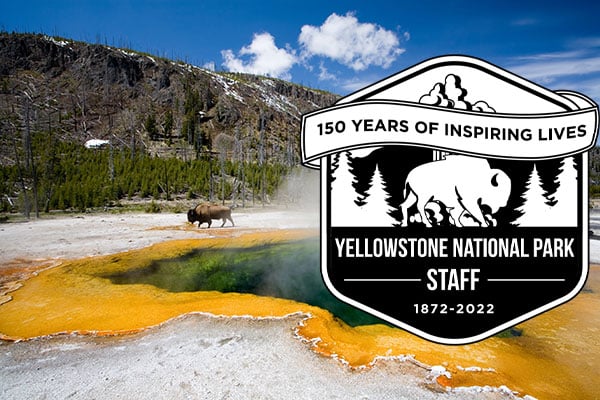 Bison_YNP_emerald-pool-with-bison-roaming-in-background-150th ...