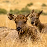 ynp-elk-grass-180 | Yellowstone National Park Lodges