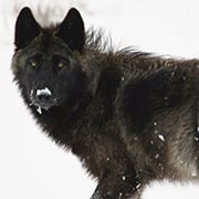 Wolf-in-Lamar-Valley_180x180 | Yellowstone National Park Lodges