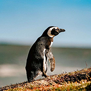 Penguin-named-Dindim | Yellowstone National Park Lodges