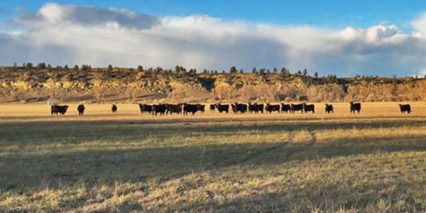 Regenerative-Farming_600x300 | Yellowstone National Park Lodges
