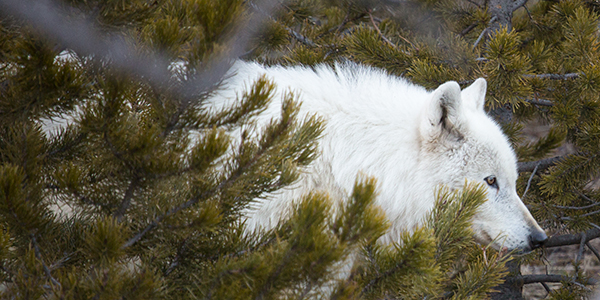 Canyon-wolf_wolves_600x300 | Yellowstone National Park Lodges