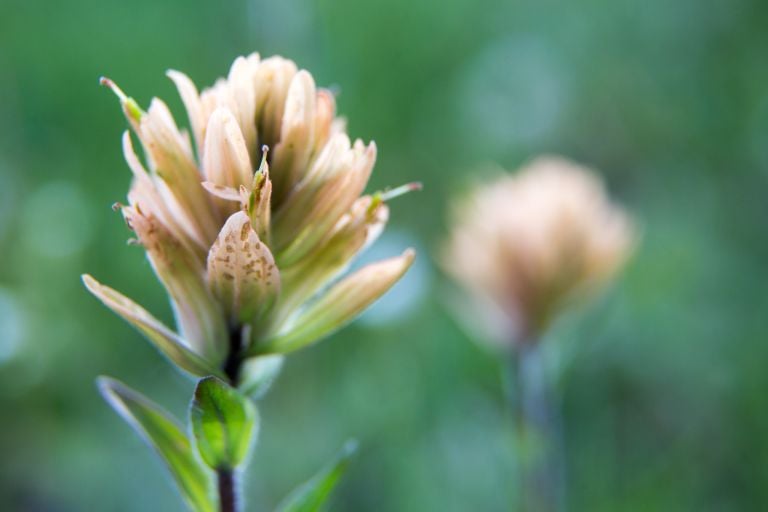The Incredible Flora and Fauna of Yellowstone