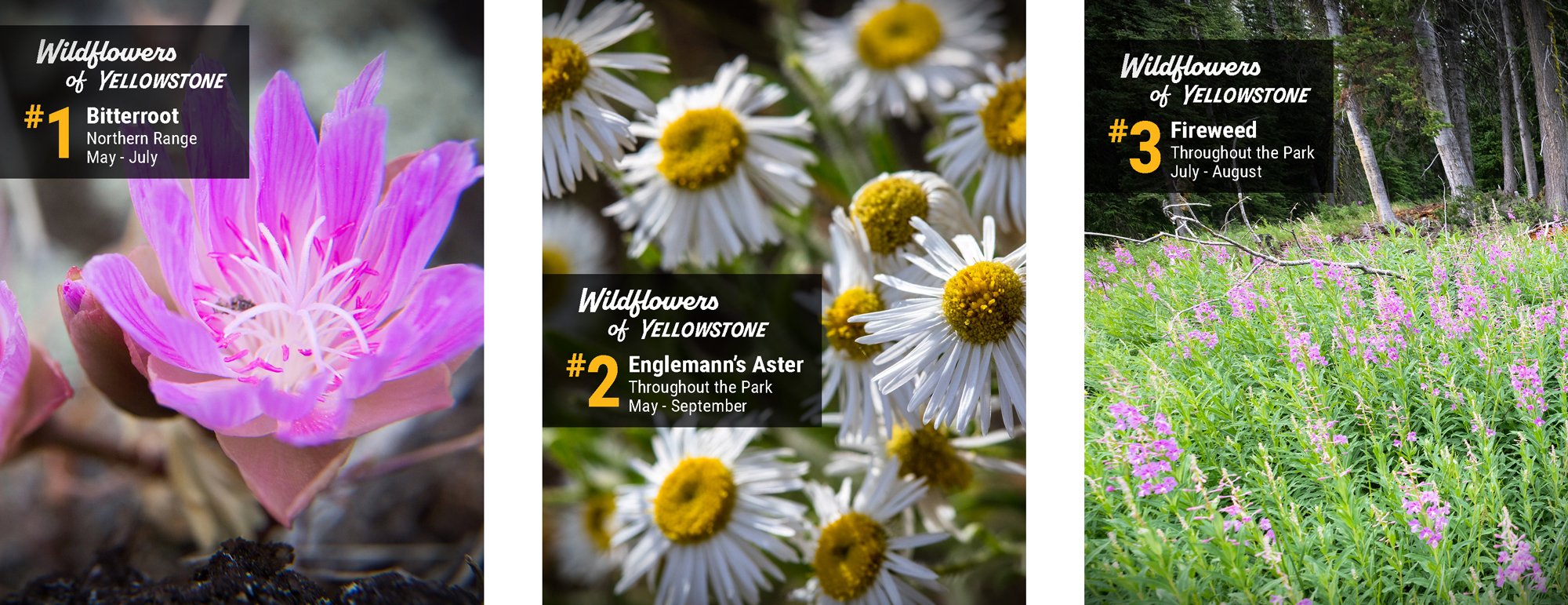 Wildflowers of Yellowstone National Park